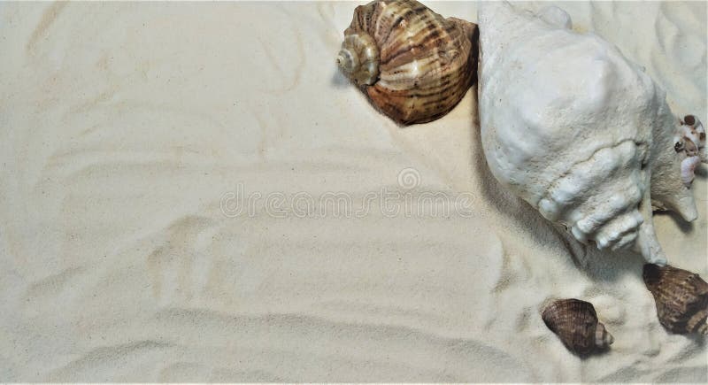 Beautiful Natural Seashells on a Background of Clean and White Sand ...