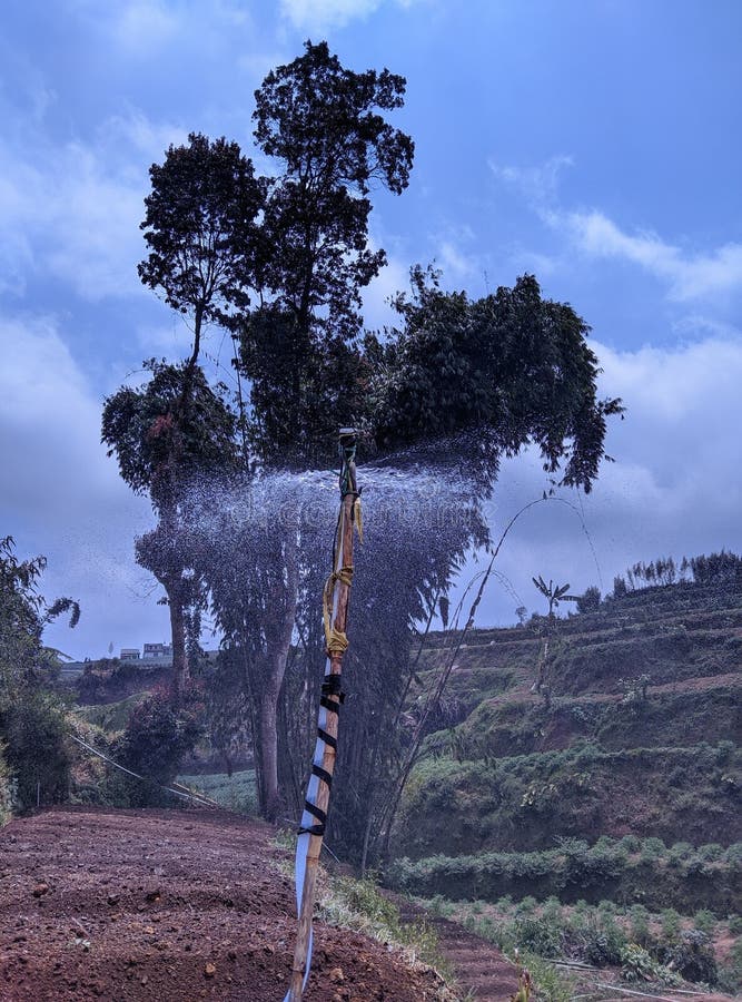 Trees Hehe Stock Photos - Free & Royalty-Free Stock Photos from Dreamstime