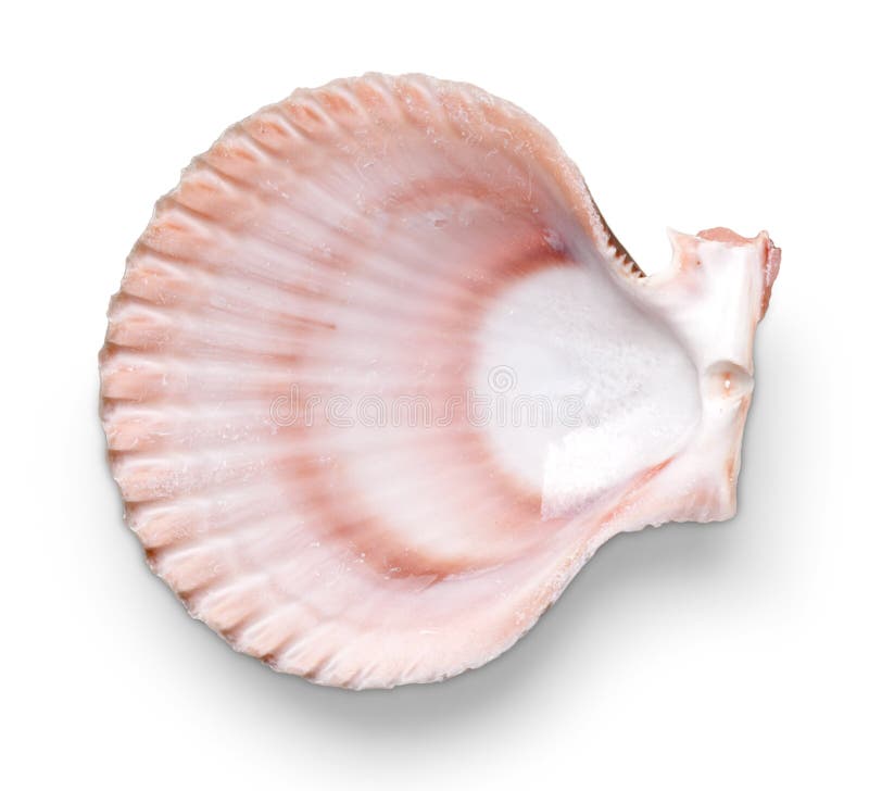 Beautiful natural shell stock image. Image of isolated - 117979447
