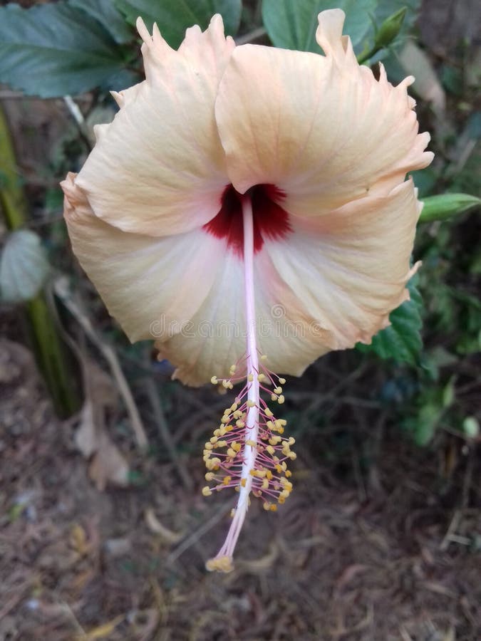 Beautiful Natural Single Flower Image Stock Image - Image of wildflower ...