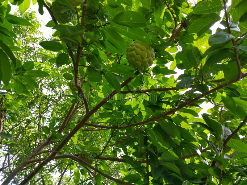 This is a Beautiful Natural Sugar Apple on the Tree, Stock Photo ...