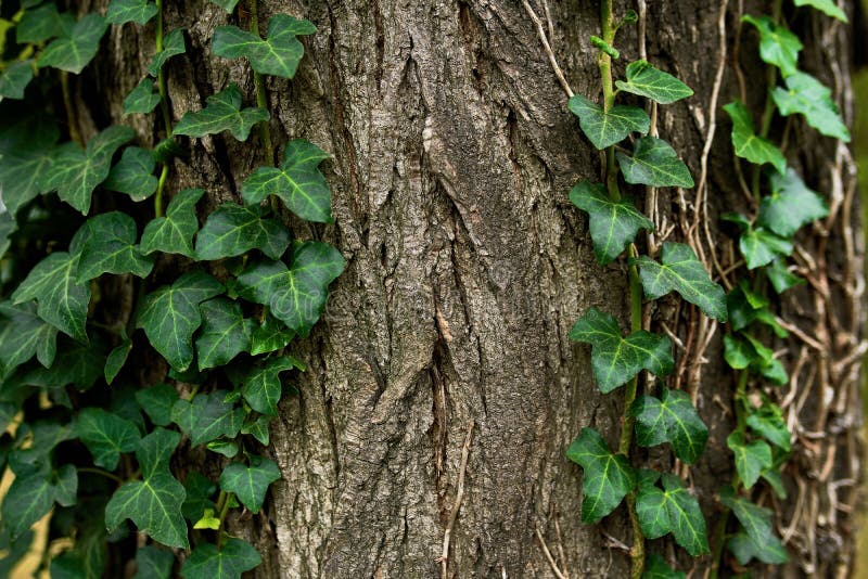 Beautiful Natural Texture of a Climbing Green Ivy Stock Photo - Image ...
