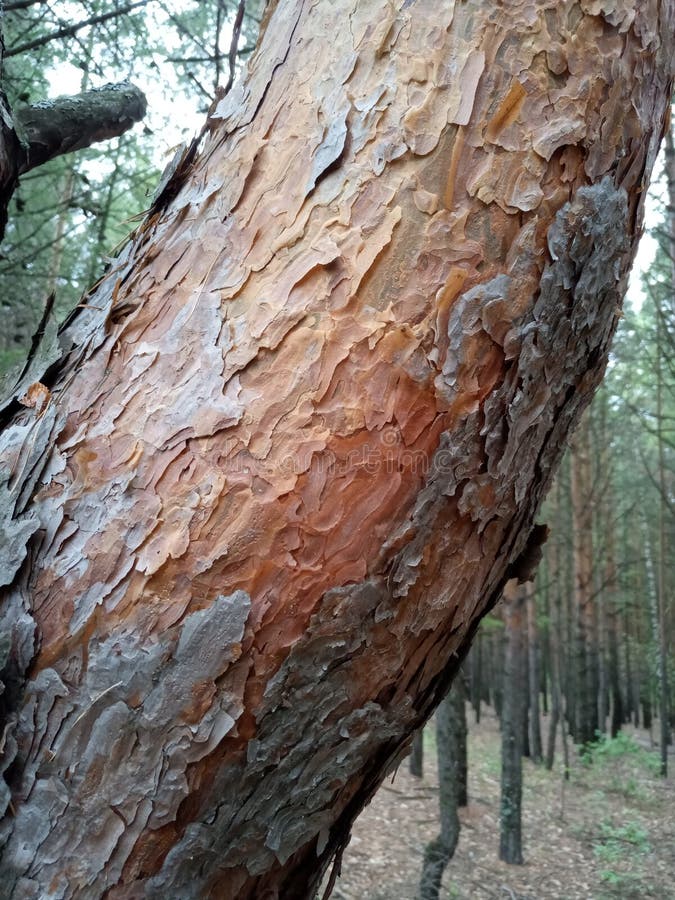 Beautiful Natural Texture of Pine Bark on a Crooked Tree Trunk in the ...