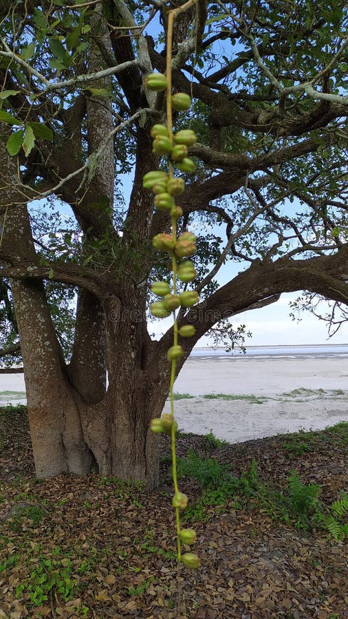 A beautiful natural tree stock image. Image of sunlight - 221384165