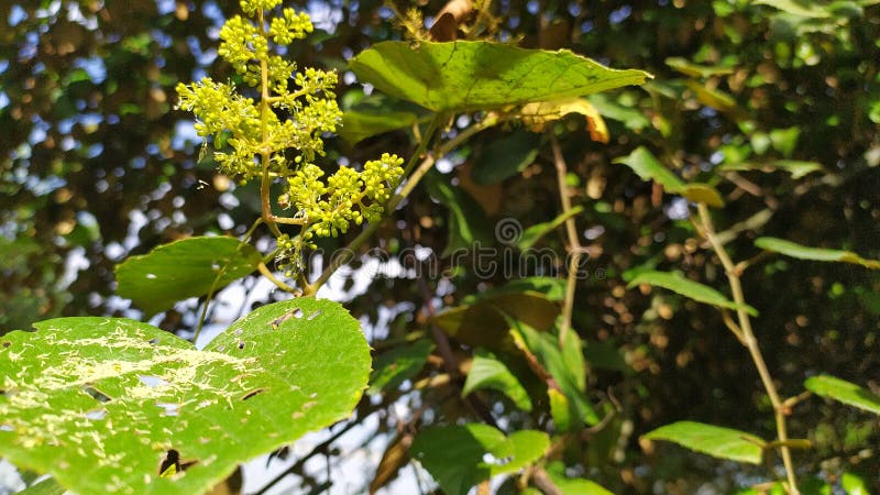 A beautiful natural tree stock image. Image of leaf - 221389835