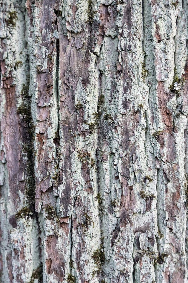 Beautiful Natural Tree Bark Background. Stock Photo - Image of forest ...