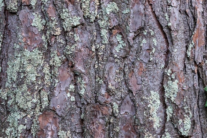 Natural Beautiful Background of Tree Bark in Forest. Stock Photo ...
