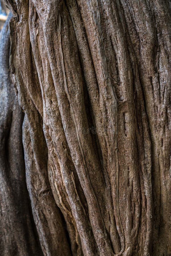 Natural Dark Background of the Bark of a Tree in the Forest. Stock ...