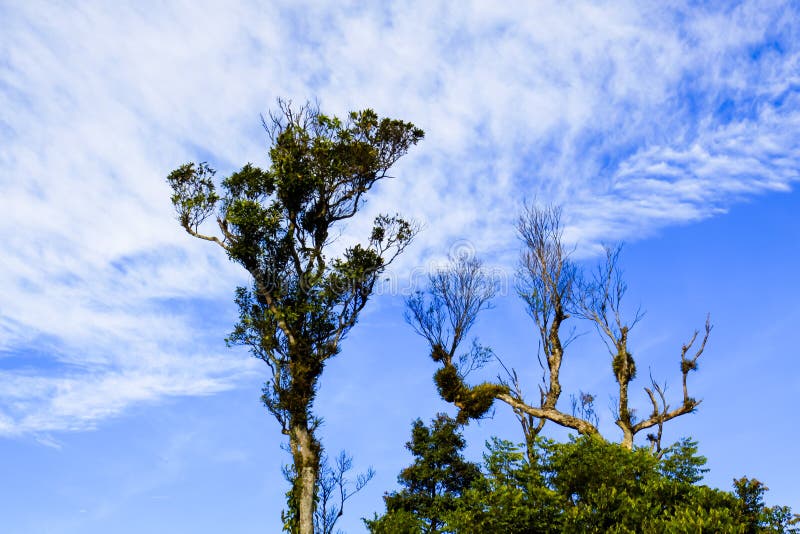 Beautiful Natural Tree and Blue Sky Background Stock Photo - Image of ...