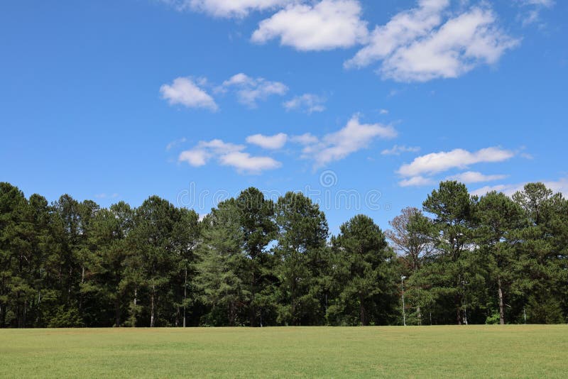 Beautiful Natural View of Pine Trees on the Lawn Stock Image - Image of ...