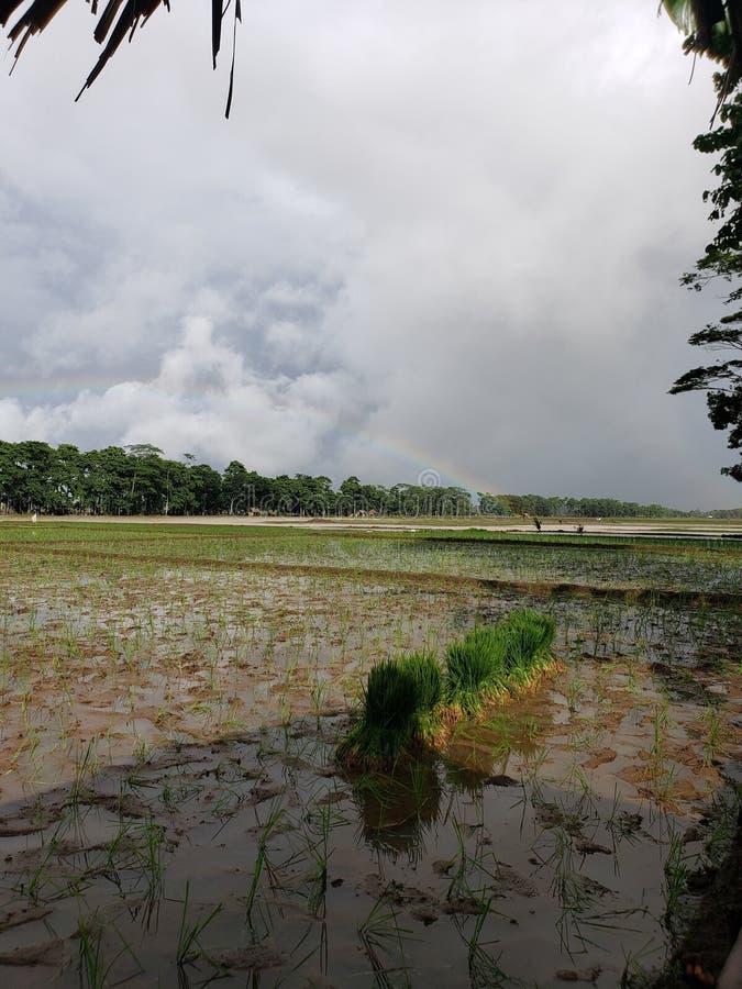 The Beautiful and Natural View of the Rice Fields is Nice To See Stock ...