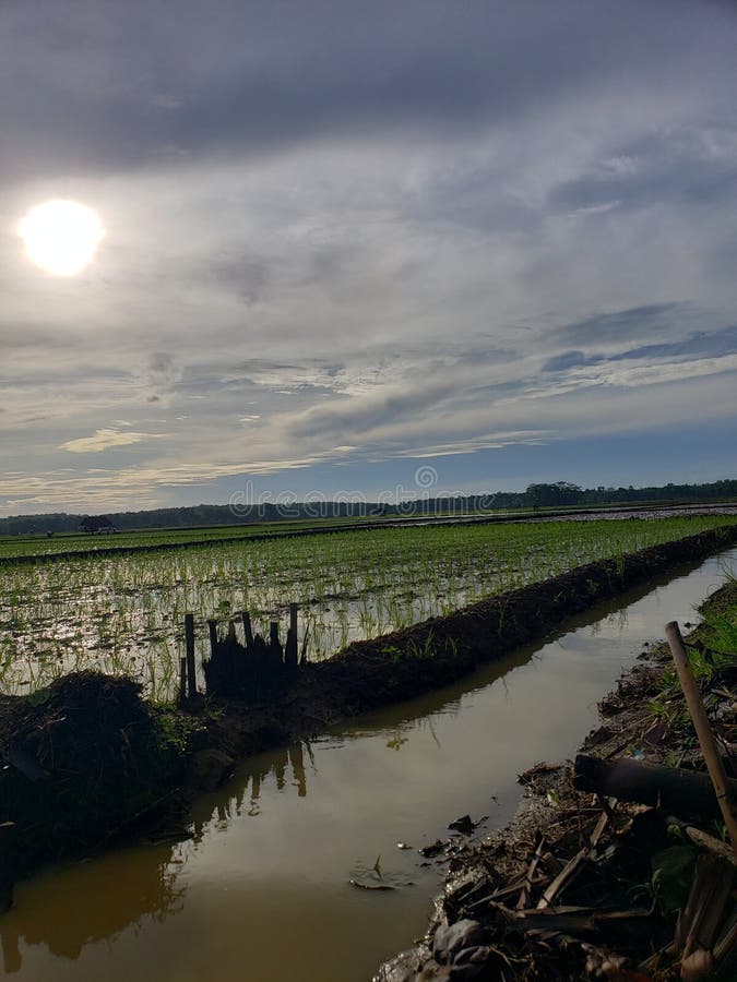 The Beautiful and Natural View of the Rice Fields is Nice To See Stock ...
