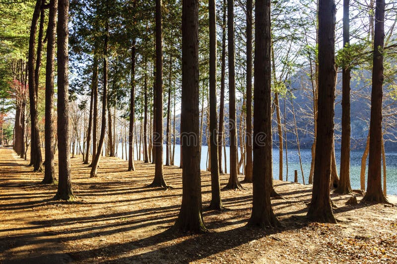 1,081 Nami Tree Stock Photos - Free & Royalty-Free Stock Photos from ...