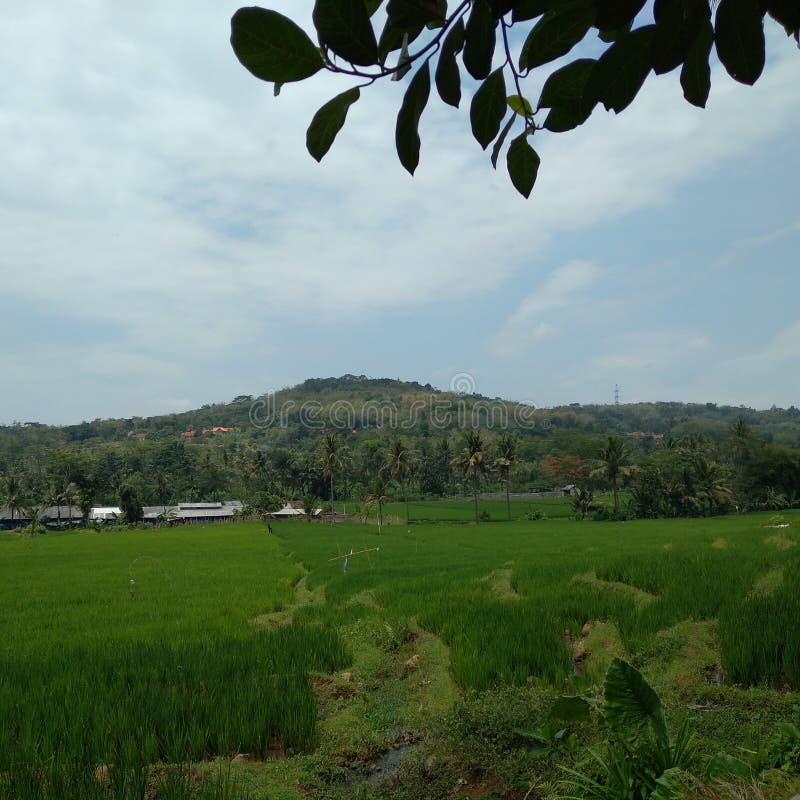 Beautiful Natural Views of Rice Fields and Hills Stock Image - Image of ...