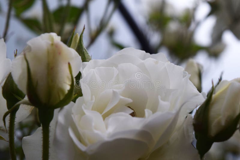 Beautiful Natural White Roses Stock Photo - Image of beautiful, bloom ...