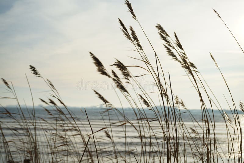 Beautiful Natural Windy Background Stock Image - Image of golden ...