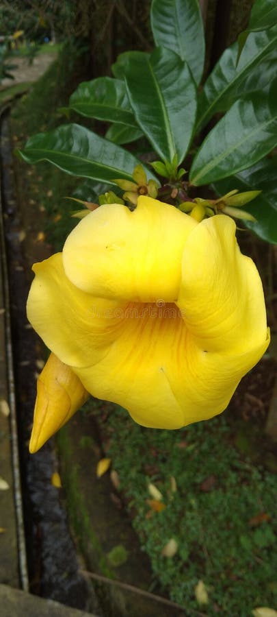 Two Yellow Alamanda Flower on the Tree Stock Photo - Image of exotic ...
