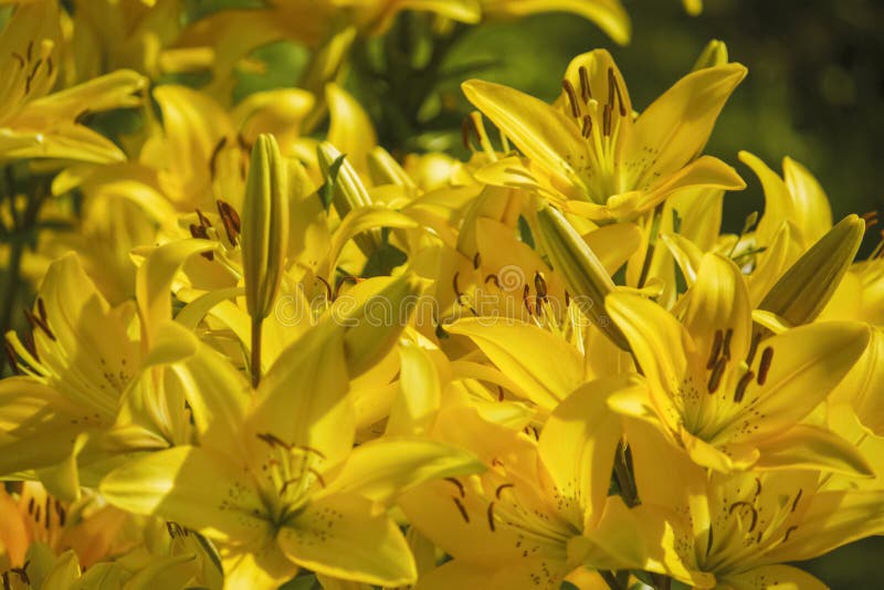 Beautiful Natural Yellow Background Blooming Yellow Lily Stock Photo ...