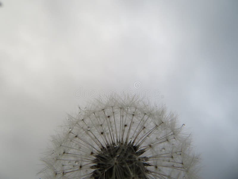 Beautiful Natural Yellow Dandelion Flower Delicate Light Fluff Stock ...