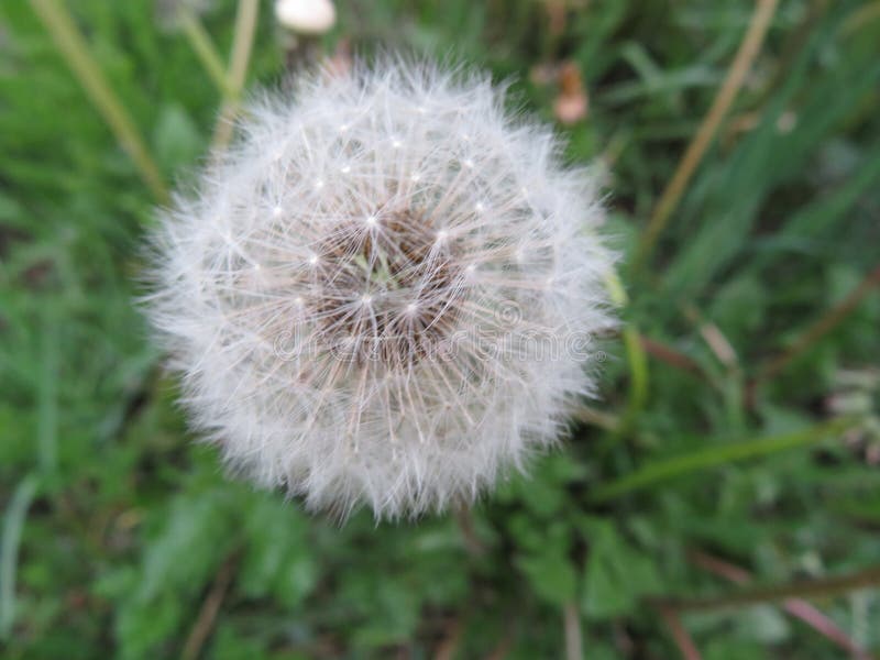 Beautiful Natural Yellow Dandelion Flower Delicate Light Fluff Stock ...