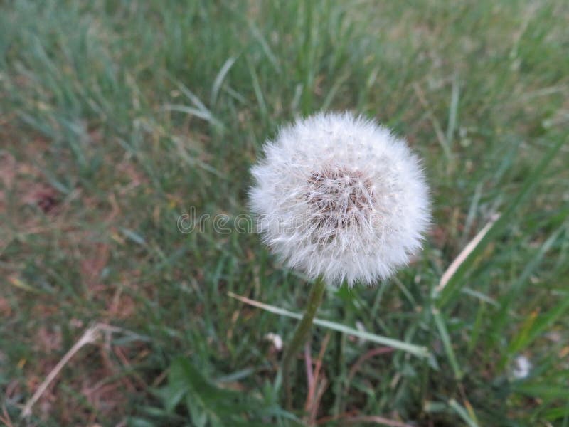 Beautiful Natural Yellow Dandelion Flower Delicate Light Fluff Stock ...