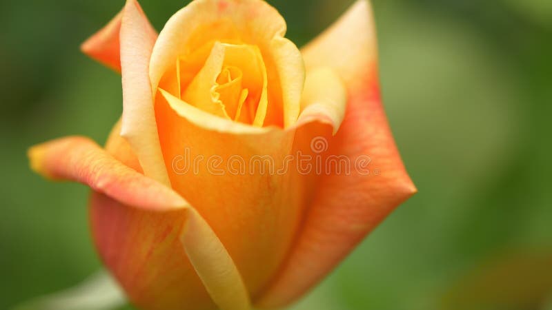 Beautiful Natural Yellow Rose on Morning Light, Deep Green Background ...
