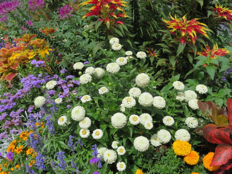 Beautiful Naturally Colored Flowers Different Fresh Luminous Aromatics ...