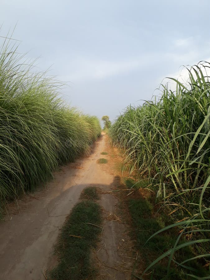 Beautiful Naturally Green Path in between Meadows Stock Image - Image ...