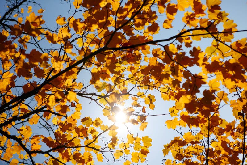 Autumn, Fall Trees. Sun Shining through Colorful Leaves Stock Image ...