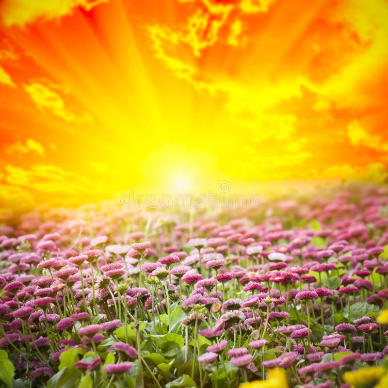 Sunset Over a Flower Field. Stock Image - Image of bright, green: 13112647