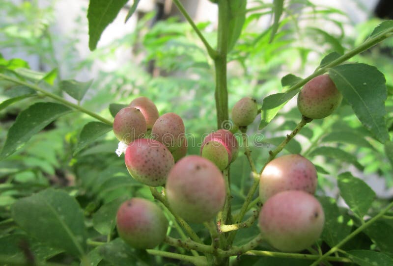 Beauty of curry tree fruit stock image. Image of colour - 149145575