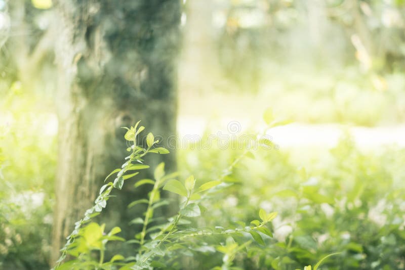 Beautiful Nature Background on Daylight Stock Photo - Image of jungle ...