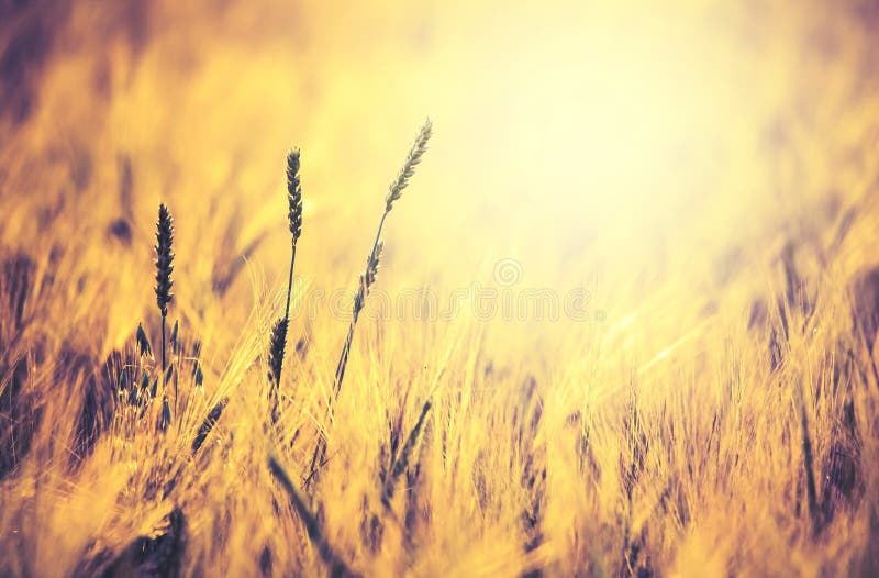 Beautiful Nature Background Stock Image - Image of dawn, sunlight: 44920273