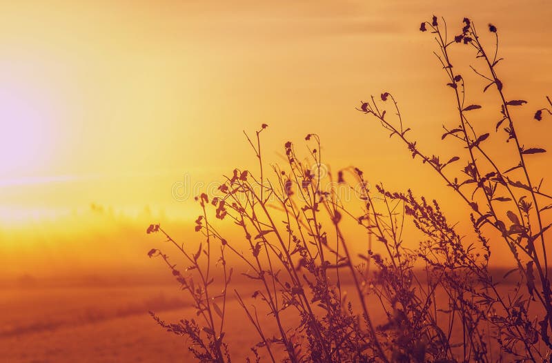 Beautiful Nature Background Stock Image - Image of weed, vintage: 44920275