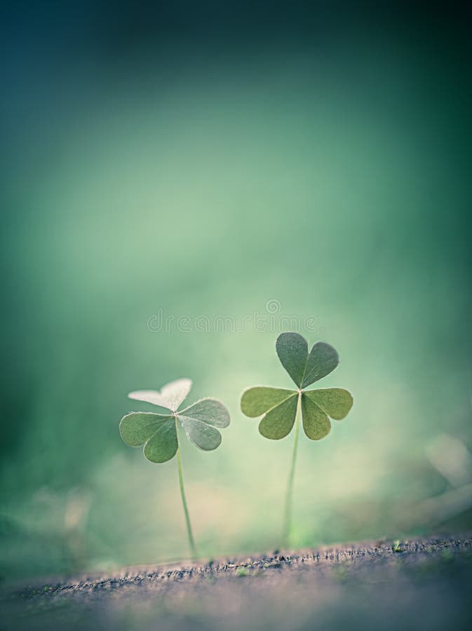 Beautiful Nature Background with Two Clover Leaves. Stock Image - Image ...