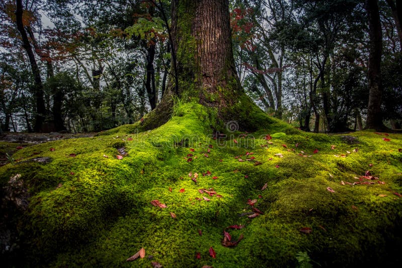 Beautiful Nature of Big Tree in Good Environmental Forest Stock Image ...