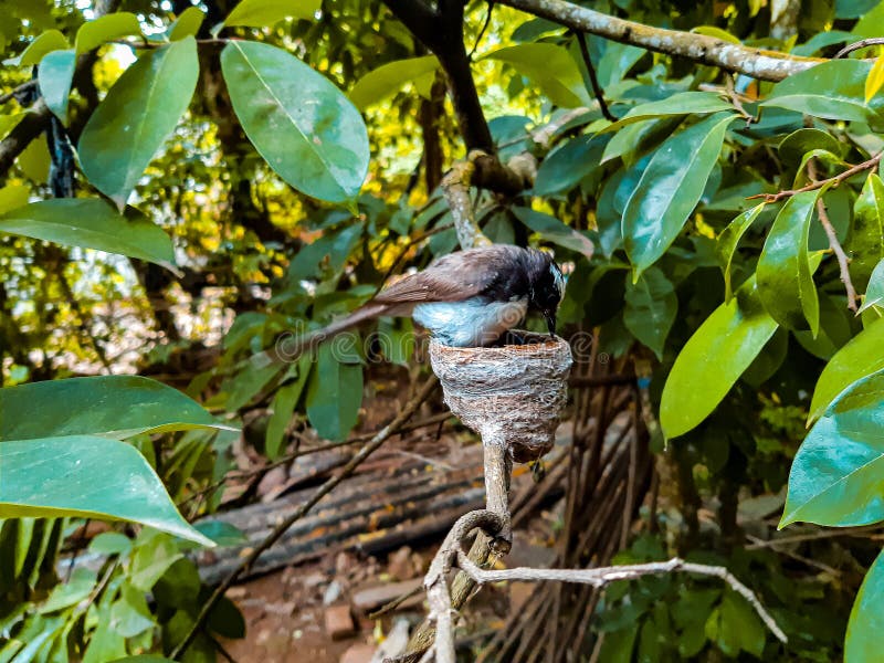 Beautiful Nature Birds in the Tree Stock Photo - Image of mountain ...