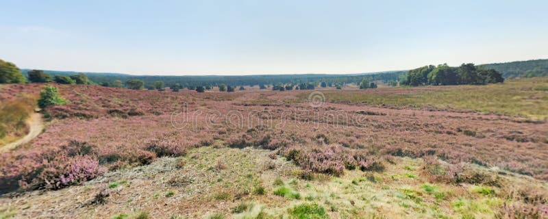 Beautiful Nature with the Bleu Sky in the Netherlands the Veluwe Stock ...