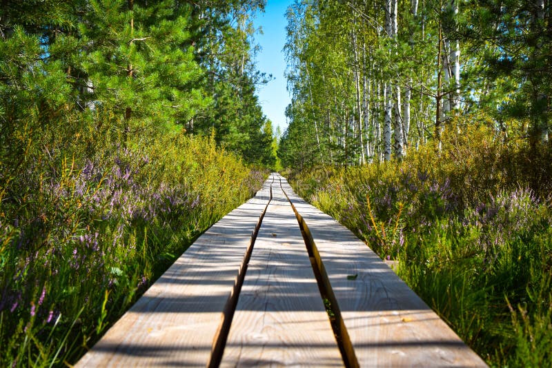 Nature bridge stock photo. Image of life, river, gardens - 97409752