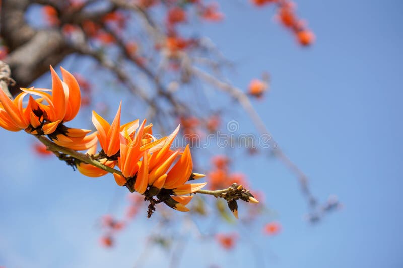 Beautiful Nature of Butea Monosperma on Tree in Thai Natural Park Stock ...