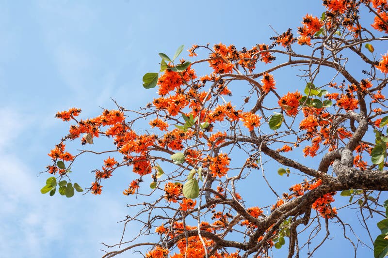 Beautiful Nature of Butea Monosperma on Tree in Thai Natural Park Stock ...