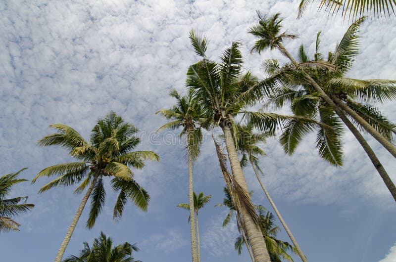 Beautiful Nature, Coconut Tree Over Cloudy and Blue Sky. Stock Photo ...