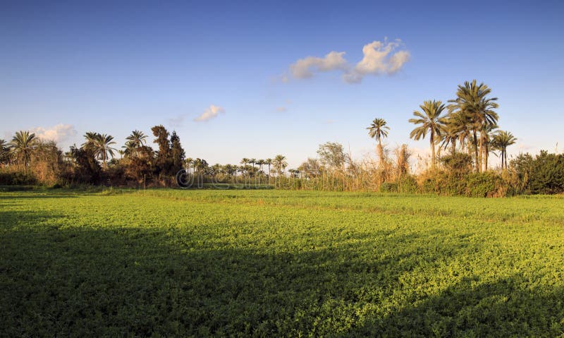 Beautiful Nature Country - Egypt Stock Image - Image of egypt, palm ...