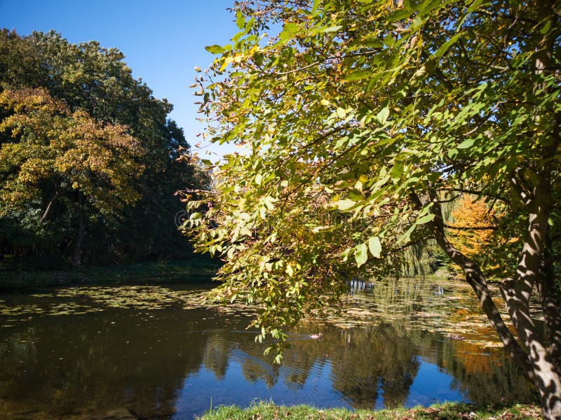 Beautiful Nature in the Cozy Park Stock Photo - Image of branch, tree ...