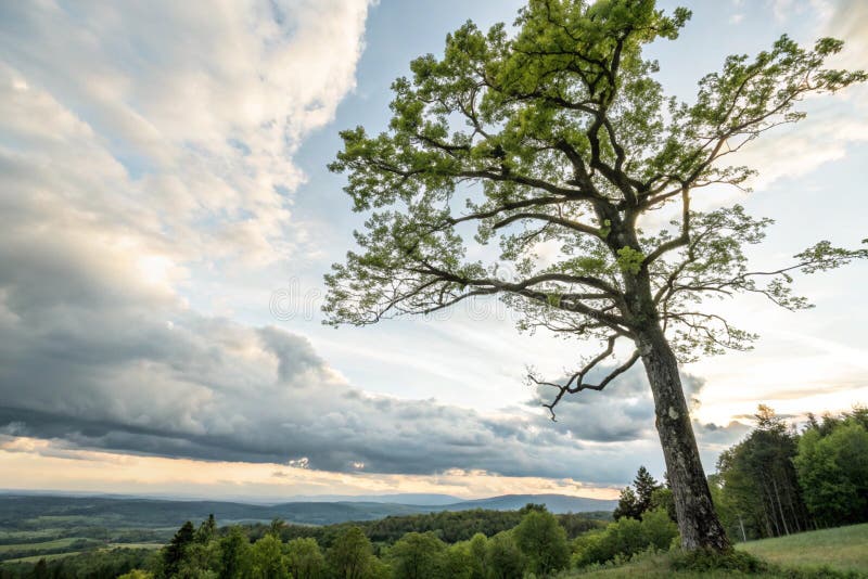 Beautiful Nature Created by Trees, Sky, and Clouds - Nature Scene ...