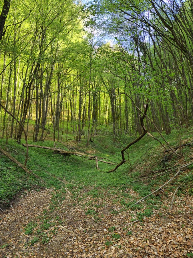 Beautiful nature in flesh stock photo. Image of shrub - 246108242