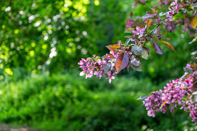 Beautiful Nature, Flowers, Forests, Meadows, Paths, Birds and Insects ...