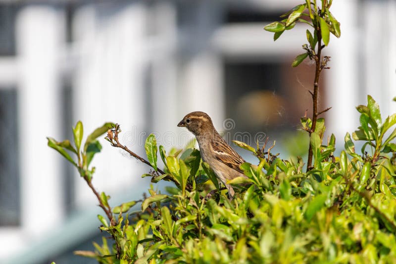 Beautiful Nature, Flowers, Forests, Meadows, Paths, Birds and Insects ...