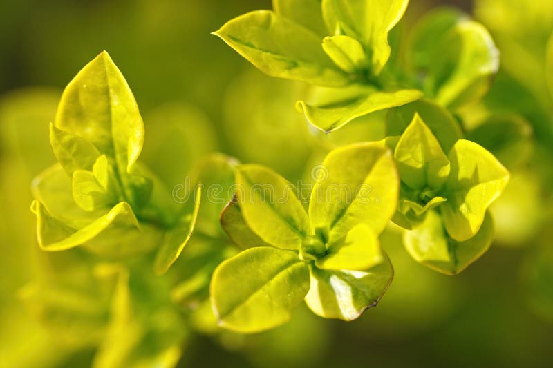 Closeup of Green Leafs in Spring, Germany Stock Photo - Image of branch ...