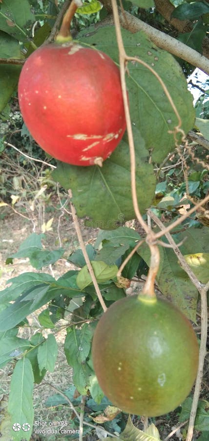 Beautiful Nature Fruit &vegetables Stock Photo - Image of plant ...